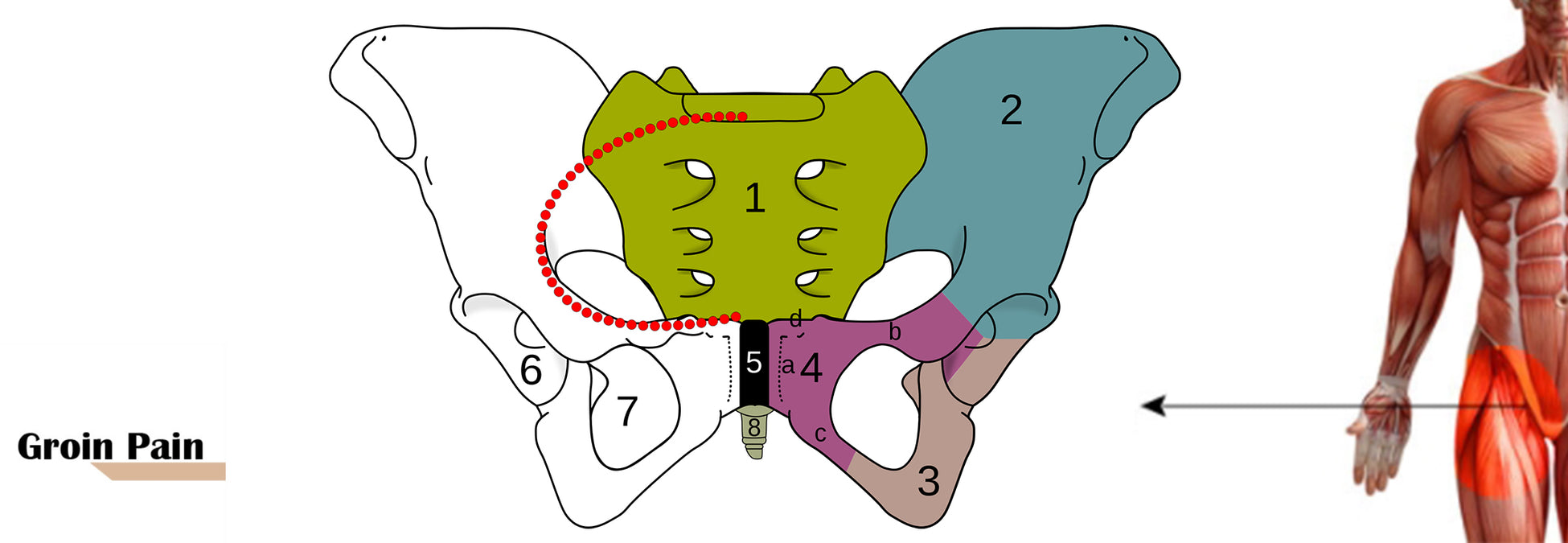 Groin Pain – Supacore